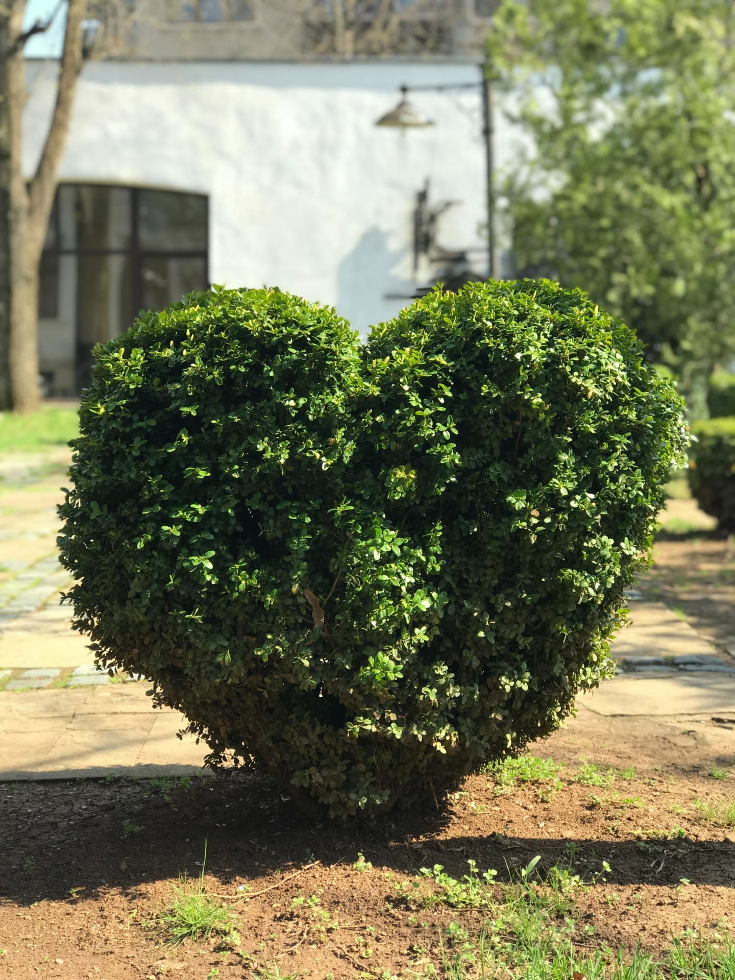 Hoe moet je snoeien? - Tuincentrum van de Hulsbeek